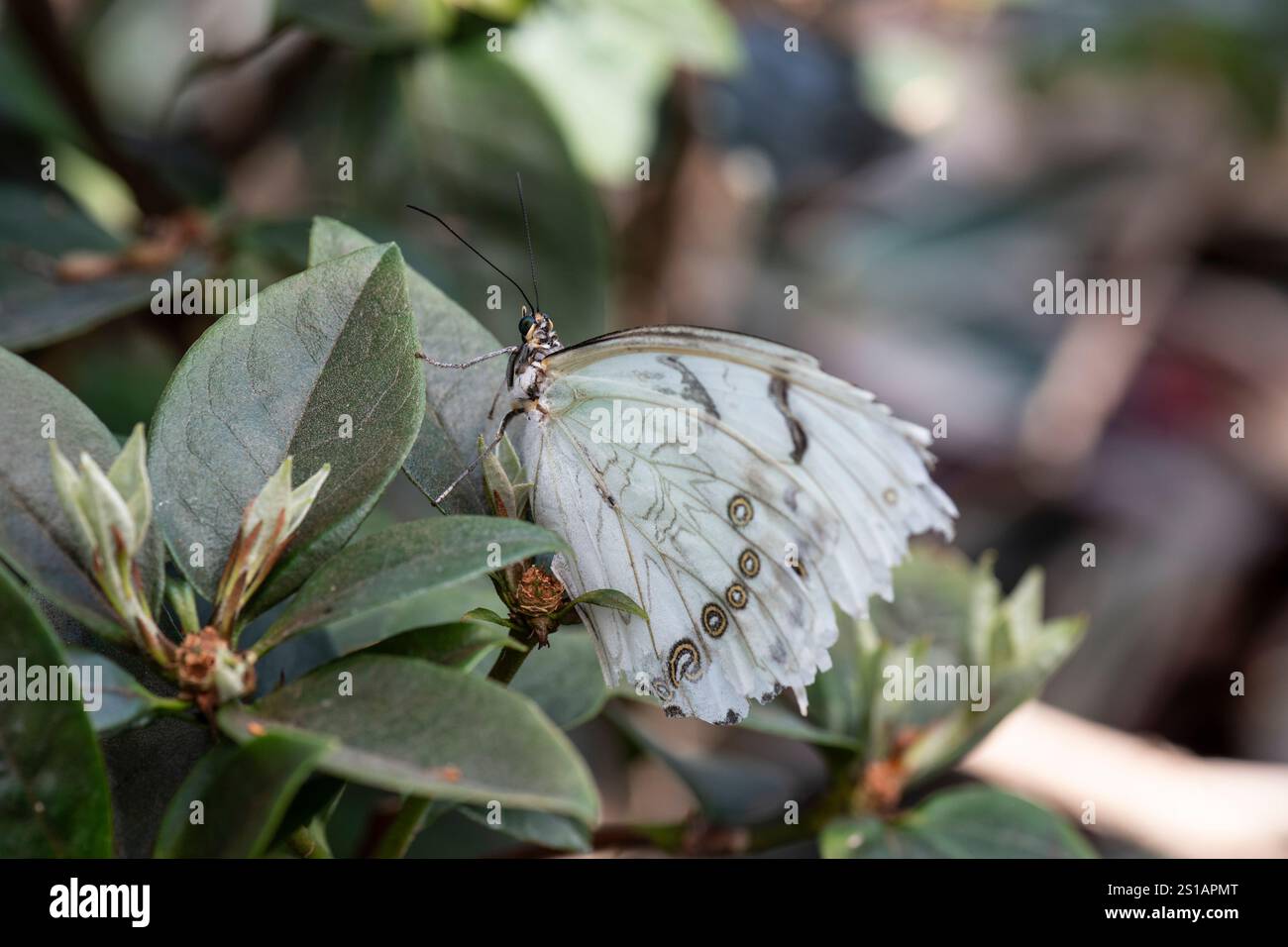 White Morpho, Morpho polyphemus, butterfly on a leaf with closed wings ...