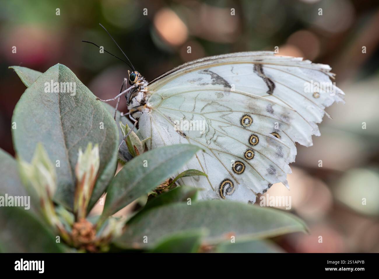 White Morpho, Morpho polyphemus, butterfly on a leaf with closed wings ...