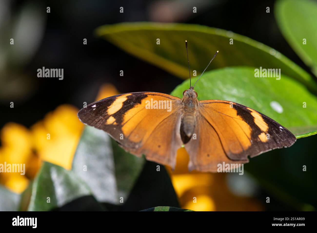 Doleschallia bisaltide, autumn leaf, butterfly, nymphalid, native to ...
