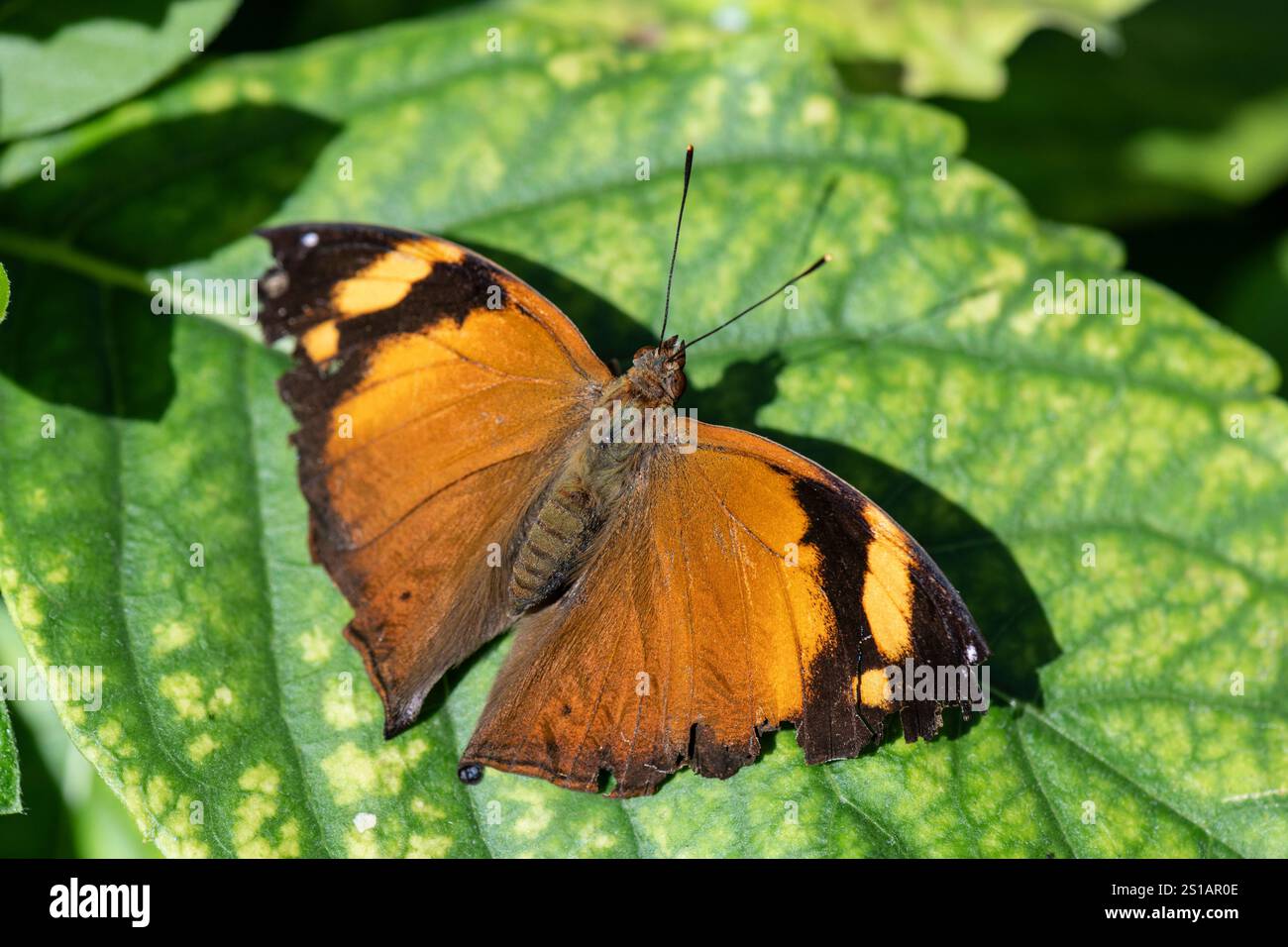 Doleschallia bisaltide, autumn leaf, butterfly, nymphalid, native to ...
