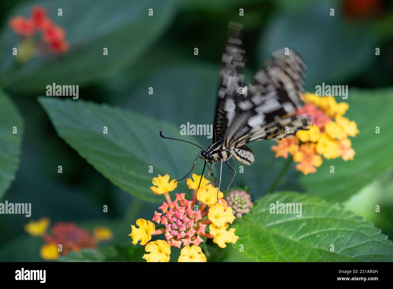 Lime Swallowtail, Papilo Demoleus, butterfly, on flowers, feeding ...