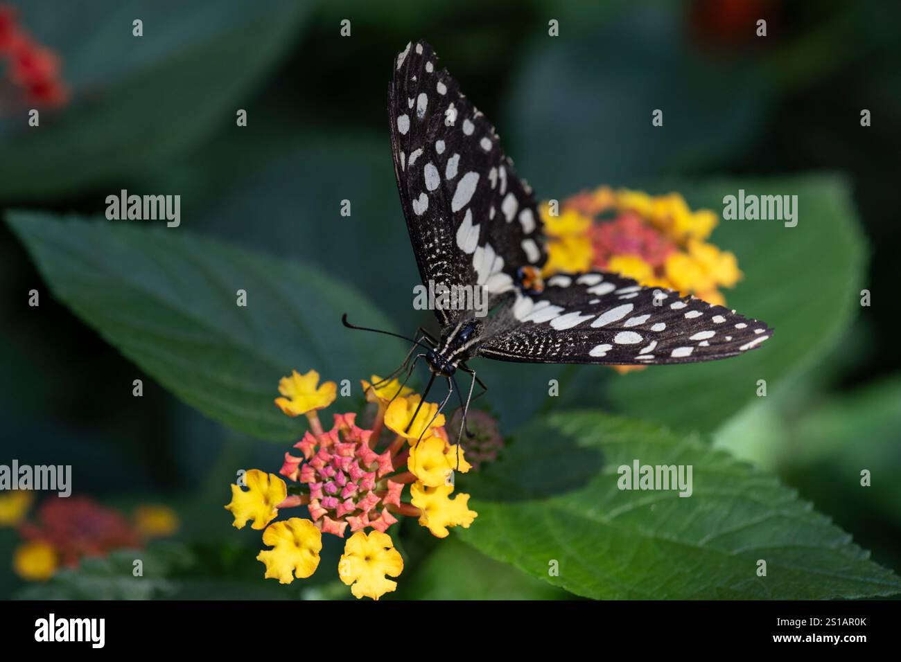 Lime Swallowtail, Papilo Demoleus, butterfly, on flowers, feeding ...