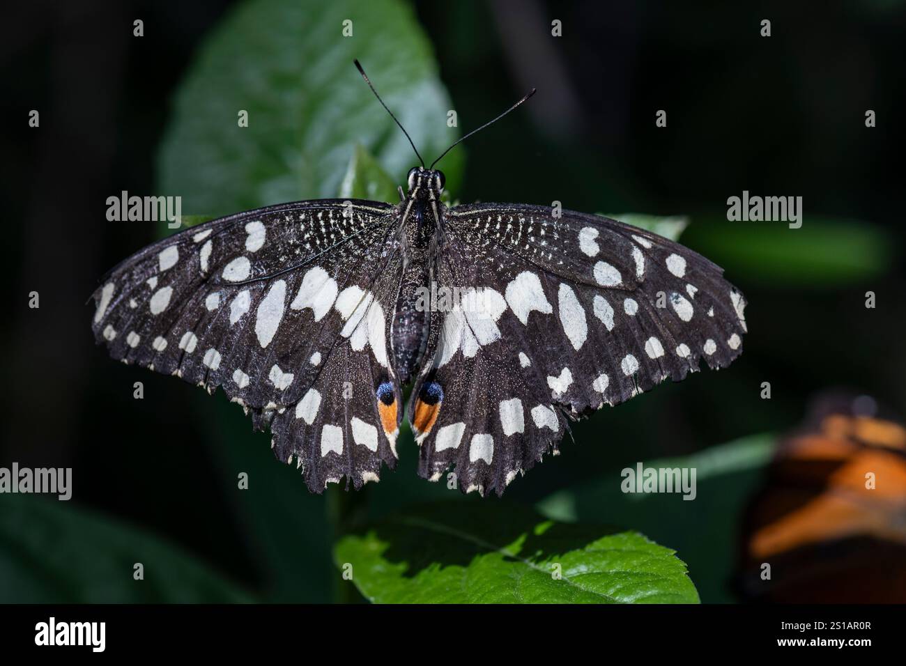 Lime Swallowtail, Papilo Demoleus, butterfly, on leaf with open wings ...