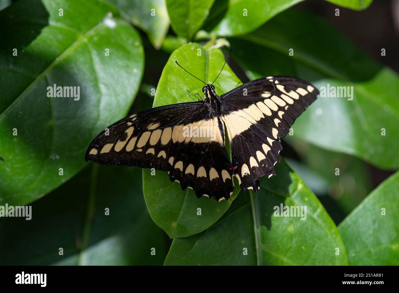 Papilio thoas, king swallowtail , Thoas swallowtail, butterfly, with ...