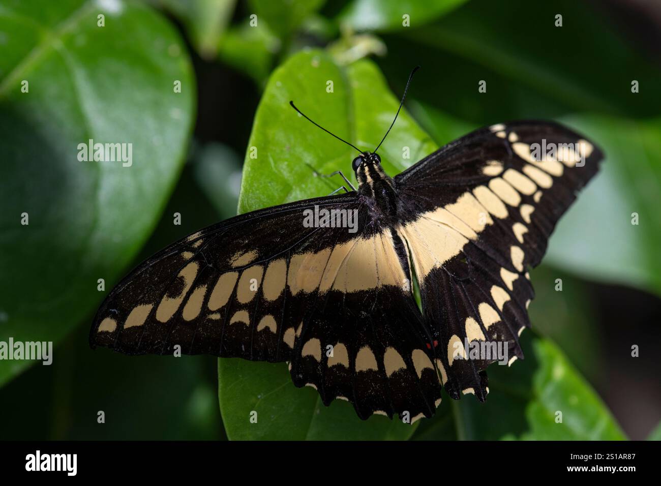 Papilio thoas, king swallowtail , Thoas swallowtail, butterfly, with ...