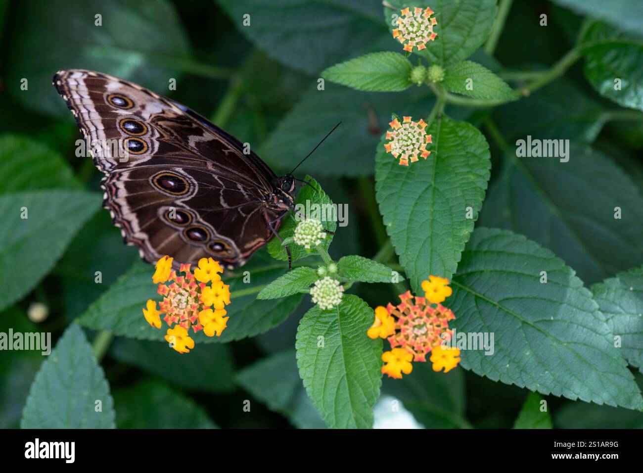 Blue Morpho, Morpho helenor, butterfly with closed wings , Botanical ...