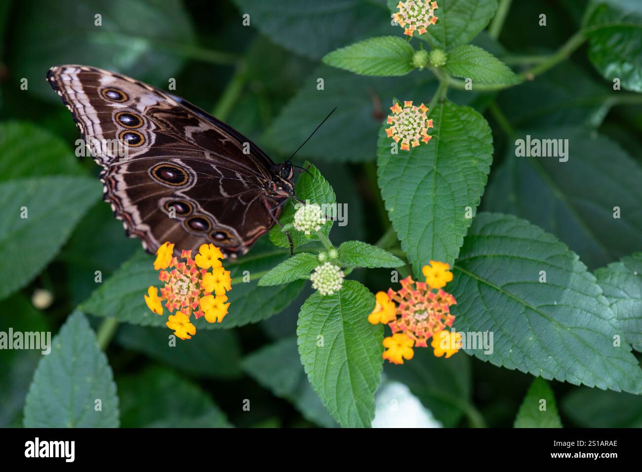 Blue Morpho, Morpho helenor, butterfly with closed wings , Botanical ...