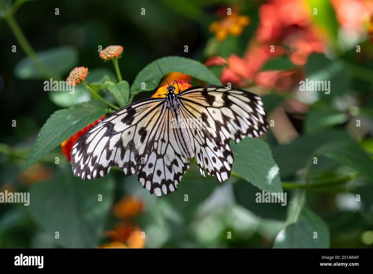 Rice paper butterfly, Idea Leuconone, on leaves and flowers looking for ...