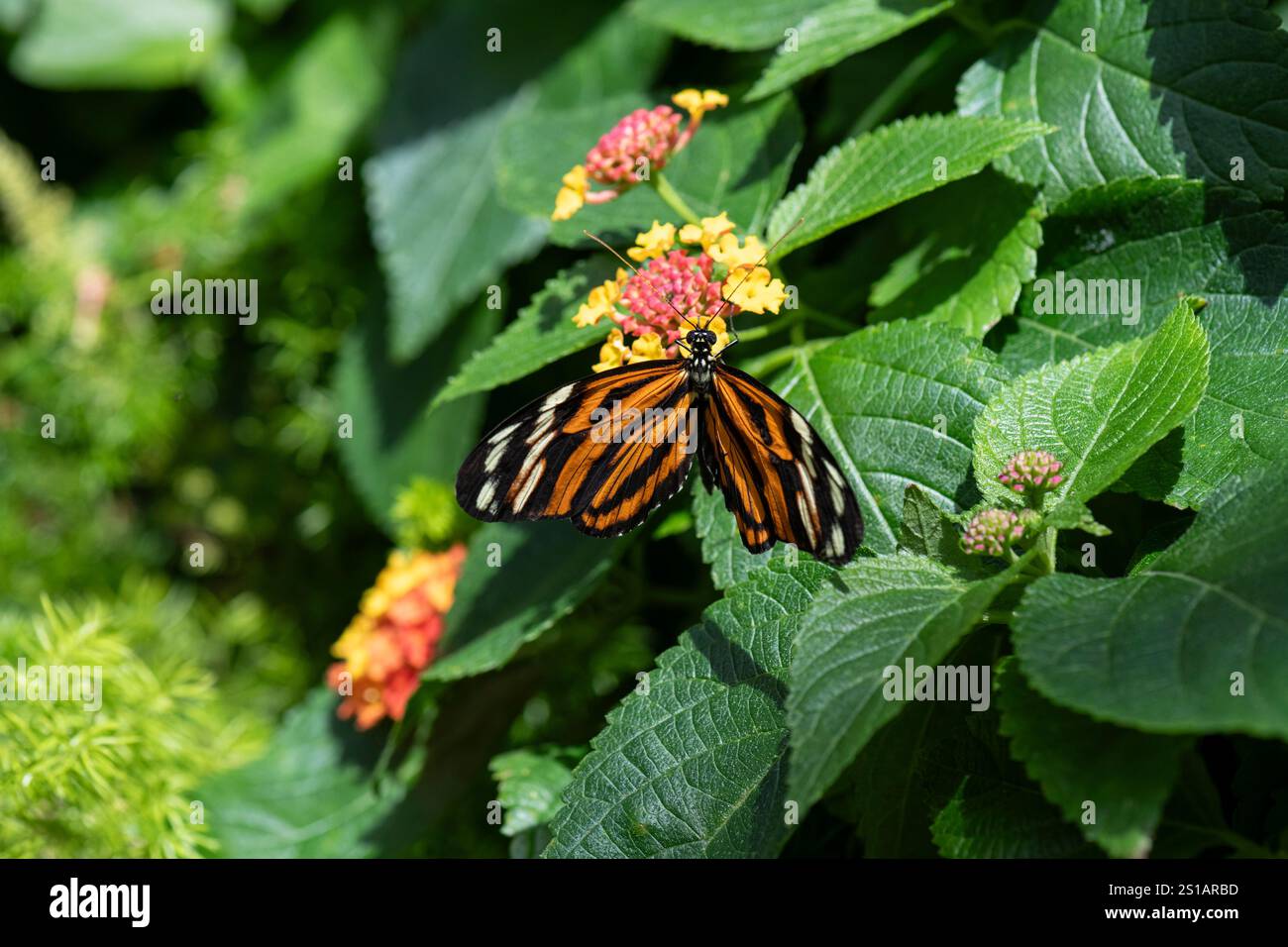 Tiger Longwing, Heliconius Hecale, butterfly on a leaf at the Botanical Gardens of Montreal ...