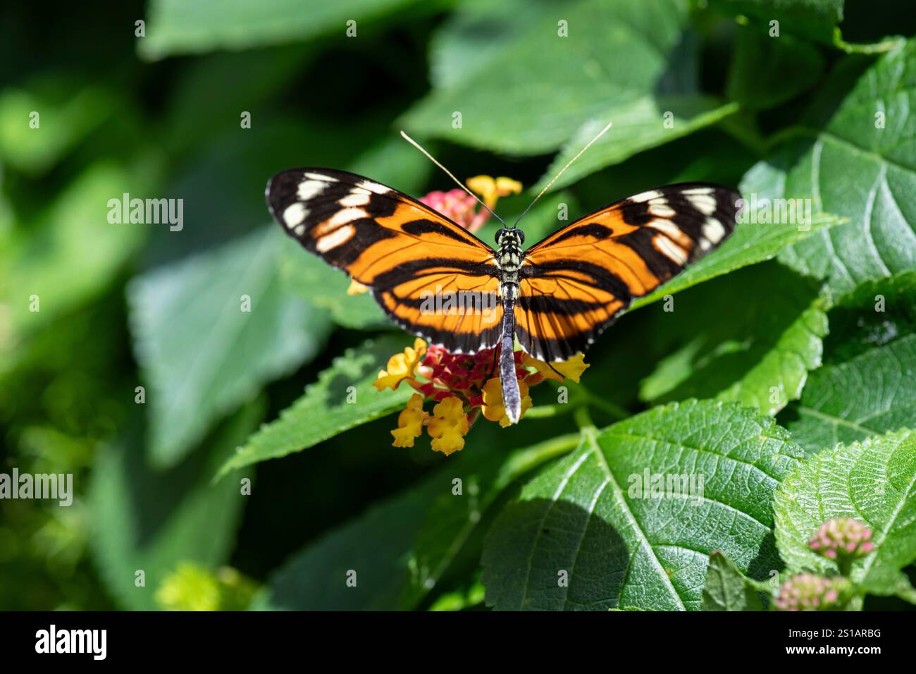 Tiger Longwing, Heliconius Hecale, butterfly on a leaf at the Botanical ...