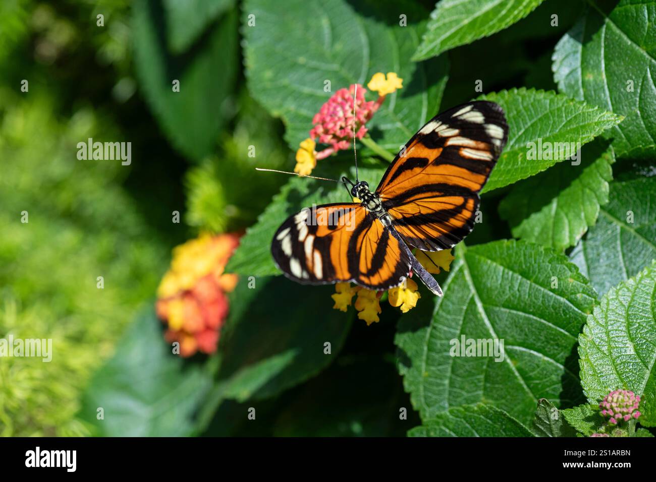 Tiger Longwing, Heliconius Hecale, butterfly on a leaf at the Botanical Gardens of Montreal ...