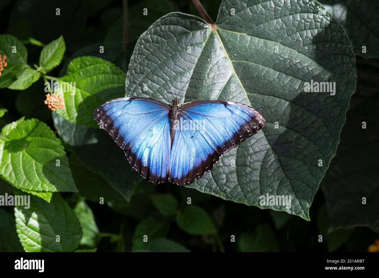 Blue Morpho, Morpho helenor, butterfly with open wings , Botanical ...