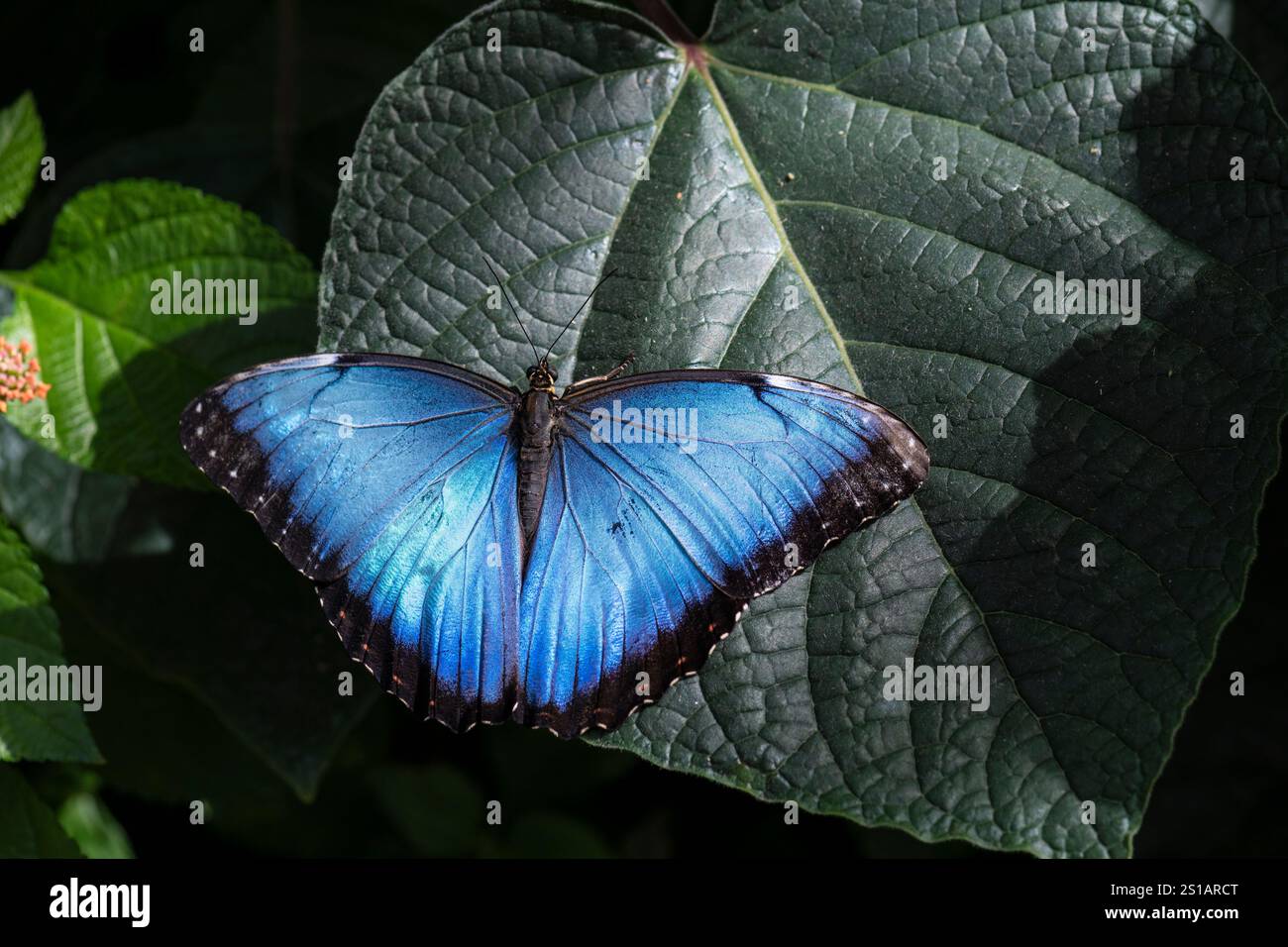 Blue Morpho, Morpho helenor, butterfly with open wings , Botanical ...