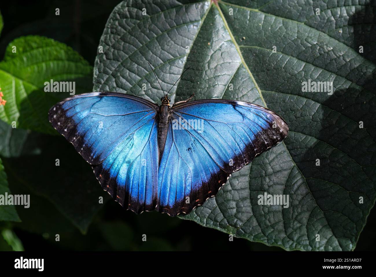 Blue Morpho, Morpho helenor, butterfly with open wings , Botanical ...