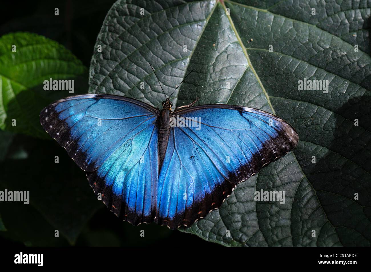 Blue Morpho, Morpho helenor, butterfly with open wings , Botanical ...