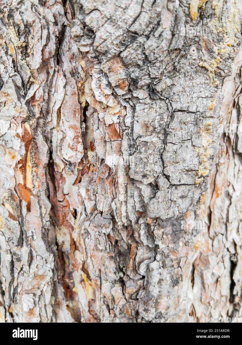 Closeup full frame tree bark texture background Stock Photo - Alamy