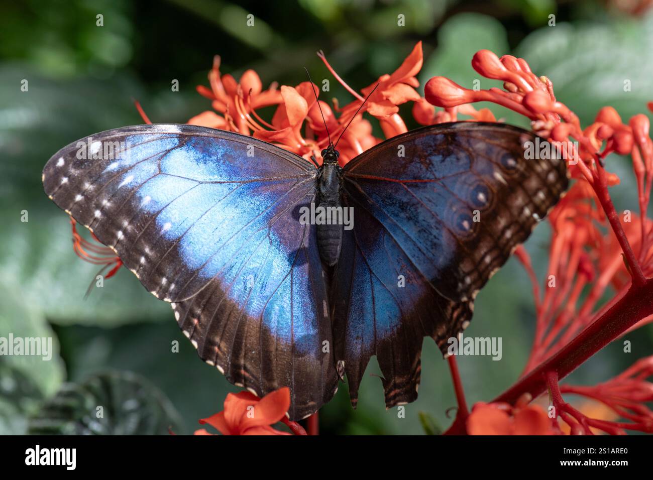 Blue Morpho, Morpho helenor, butterfly with open wings , Botanical gardens of Montreal, Quebec ...
