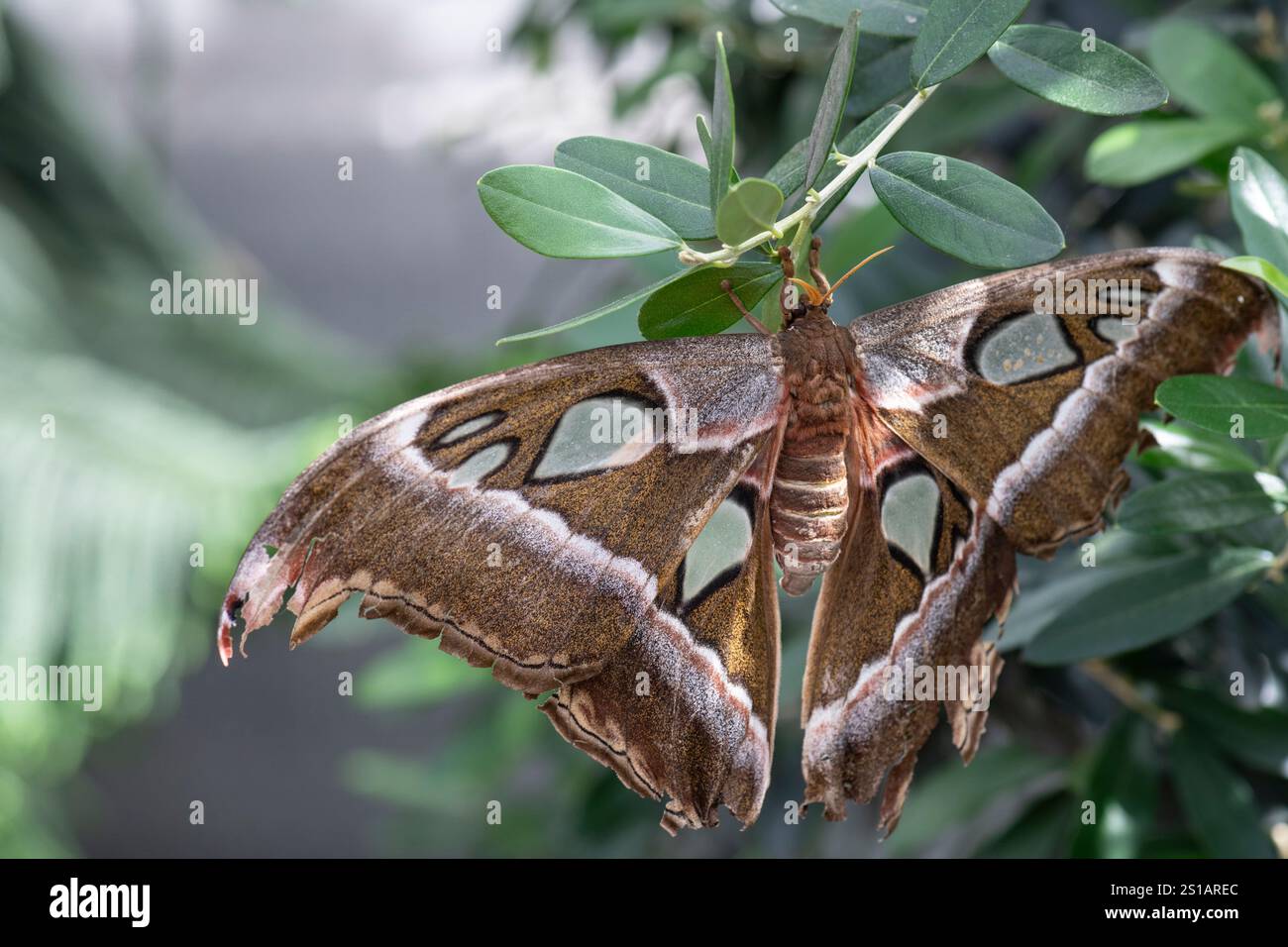 Cobra, Moth, Attacus Atlas, hanging from a leaf on a plant at the ...