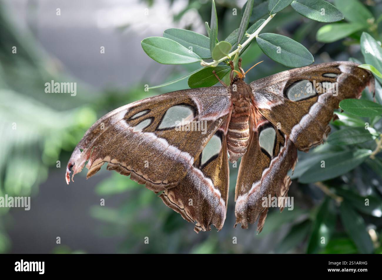 Cobra, Moth, Attacus Atlas, hanging from a leaf on a plant at the ...