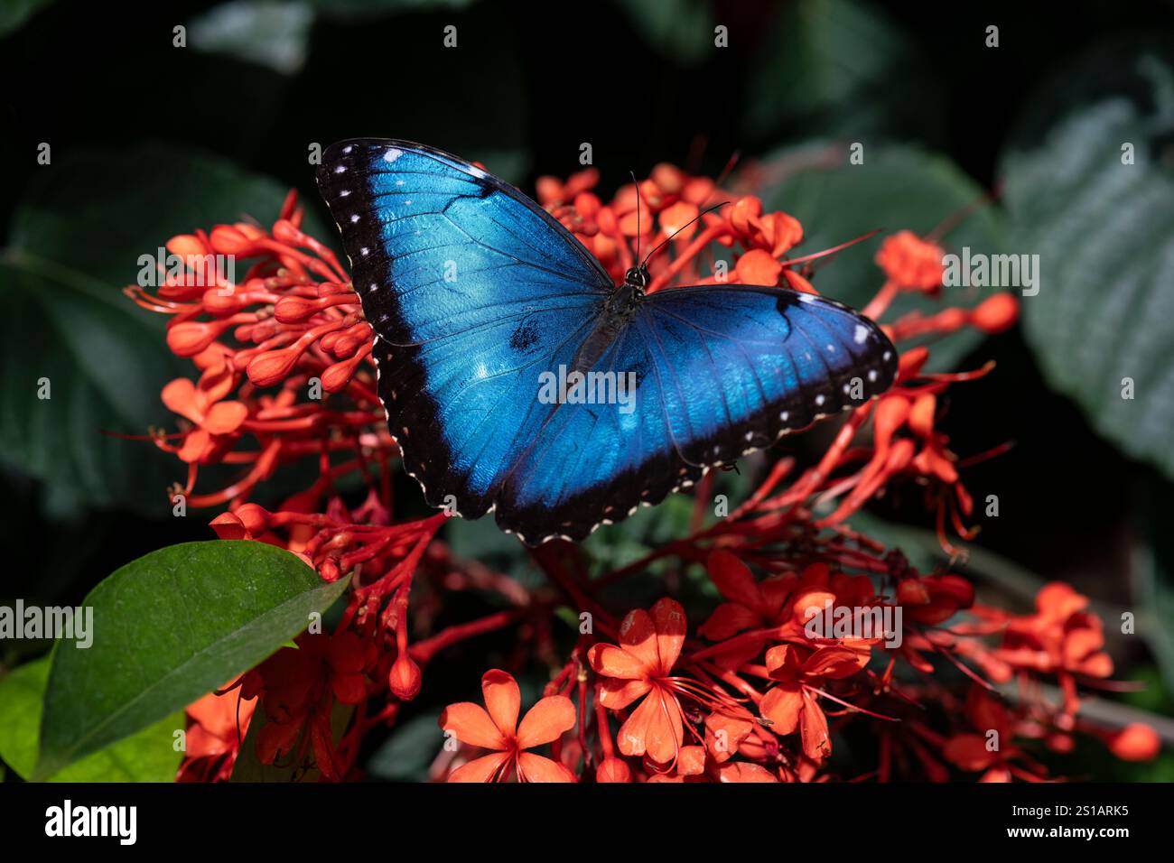 Blue Morpho, Morpho helenor, butterfly with open wings , Botanical ...