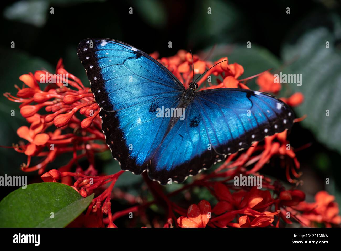 Blue Morpho, Morpho helenor, butterfly with open wings , Botanical ...