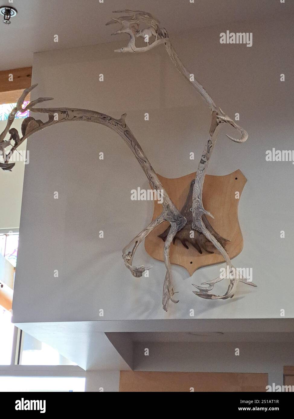 Caribou antlers mounted on a shield in the Legislative Assembly of ...