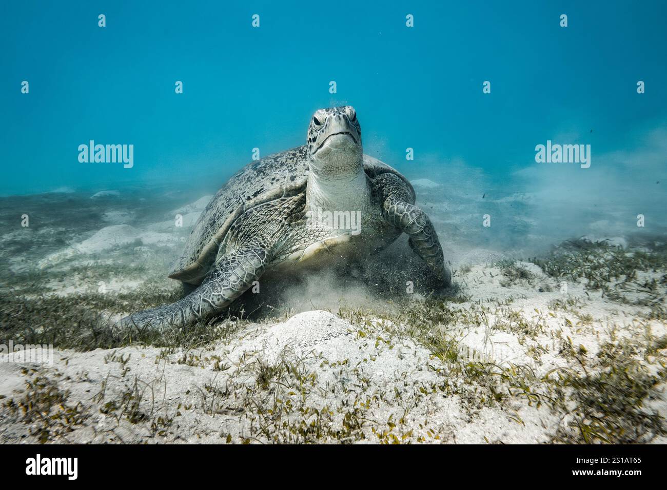 Real Sea Turtle underwater Stock Photo - Alamy