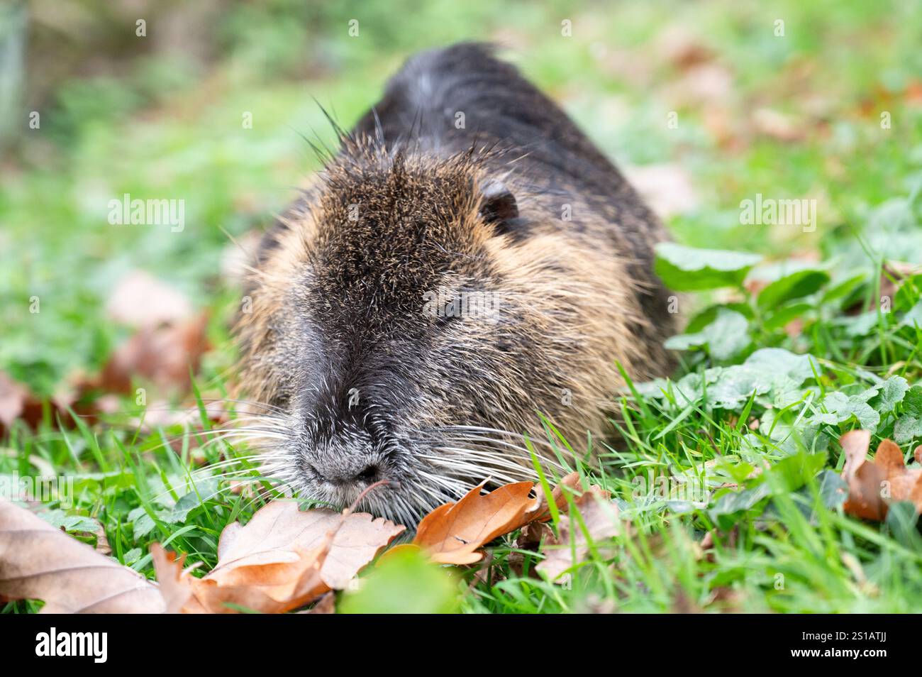 Nutria river rat, coypu herbivorous, semiaquatic rodent family ...