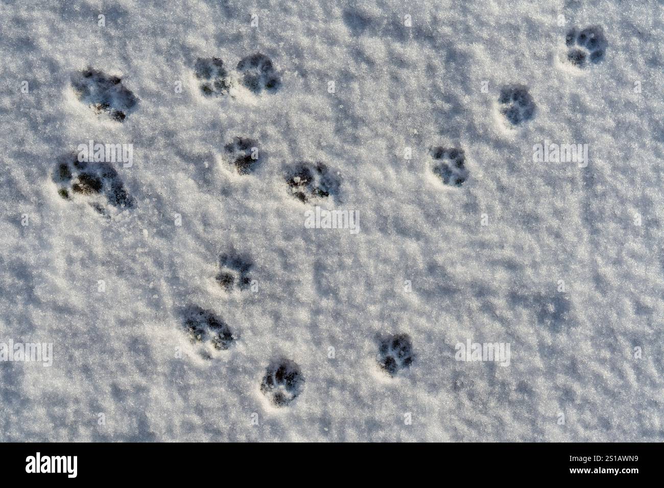 Cat footprints in the white snow in the winter, close up, top view ...