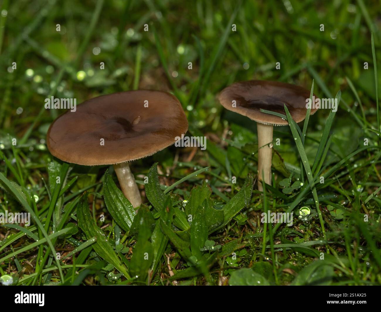 Morning fungi hi-res stock photography and images - Alamy