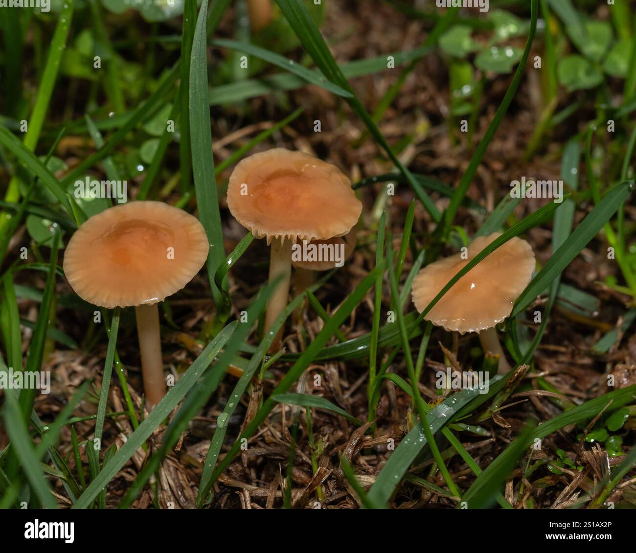 Morning fungi hi-res stock photography and images - Alamy