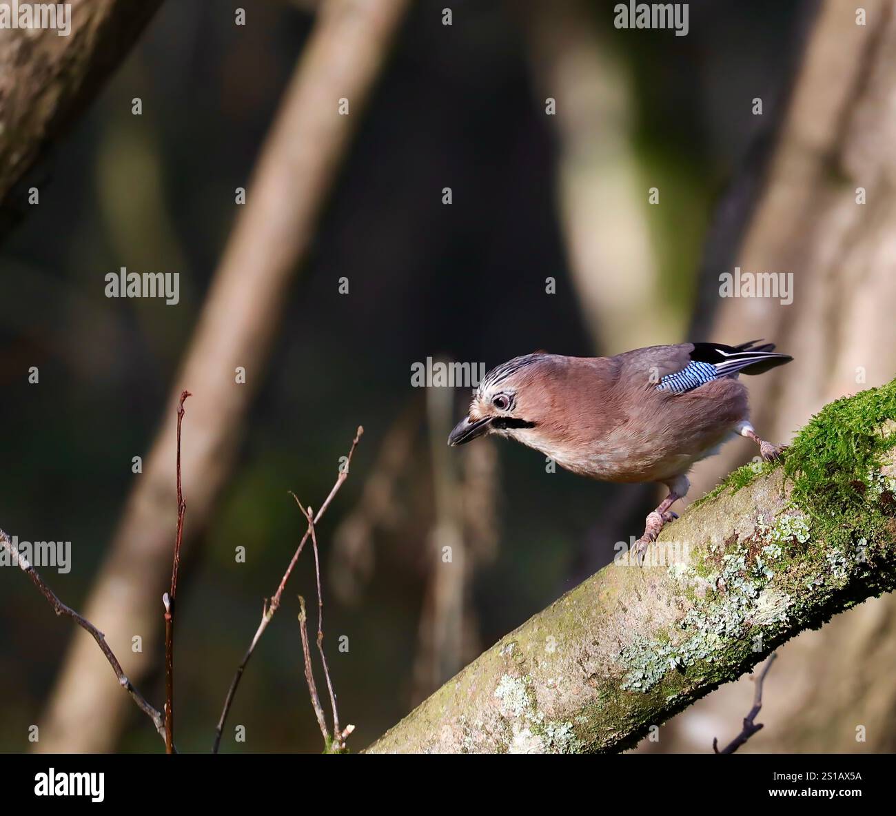 Eurasian Jay (Garrulus glandarius Stock Photo - Alamy