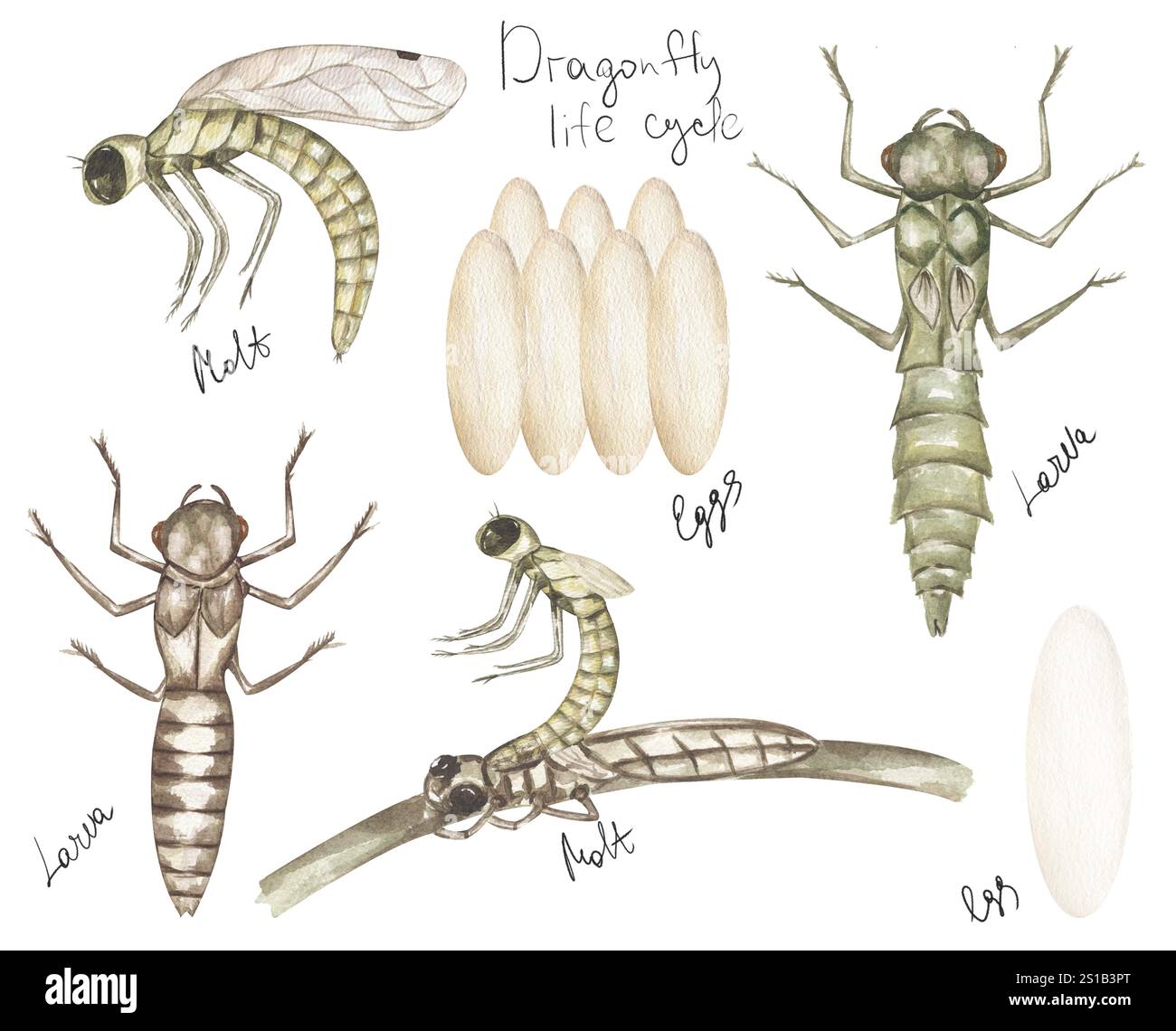 watercolor hand drawn dragonfly life cycle illustration set, children ...