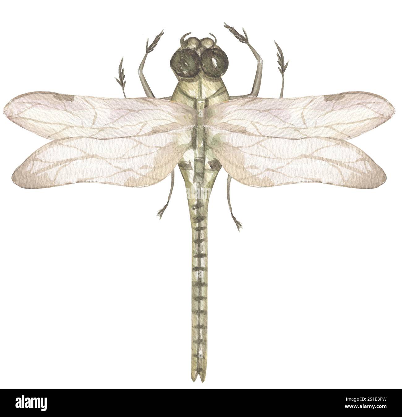 watercolor hand drawn dragonfly illustration graphic insect life clip ...