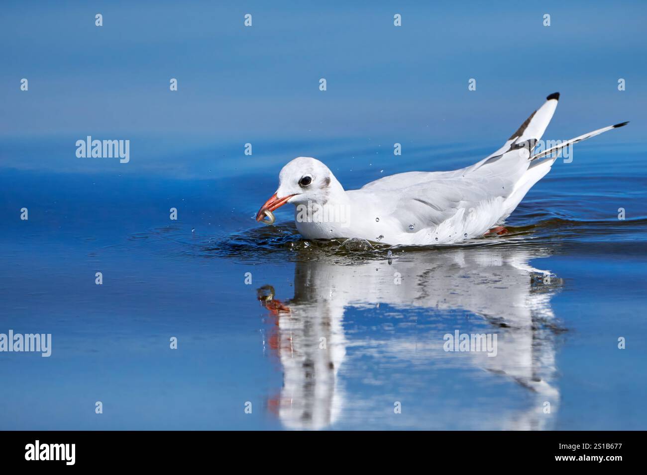Black-headed gull (Chroicocephalus ridibundus) with tiny fish in its ...
