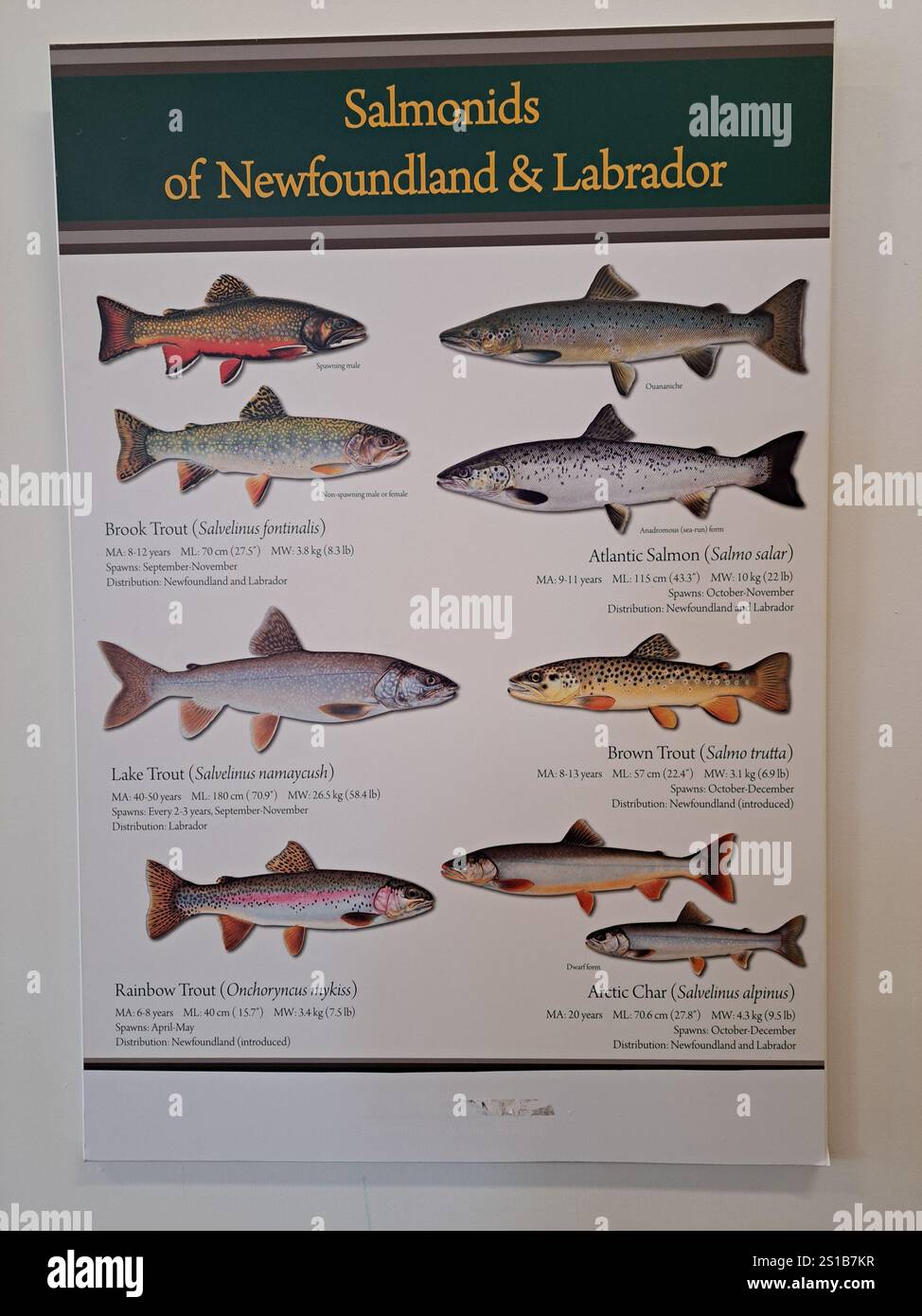 Salmonids sign inside Wildlife discovery centre at Salmonier Nature ...