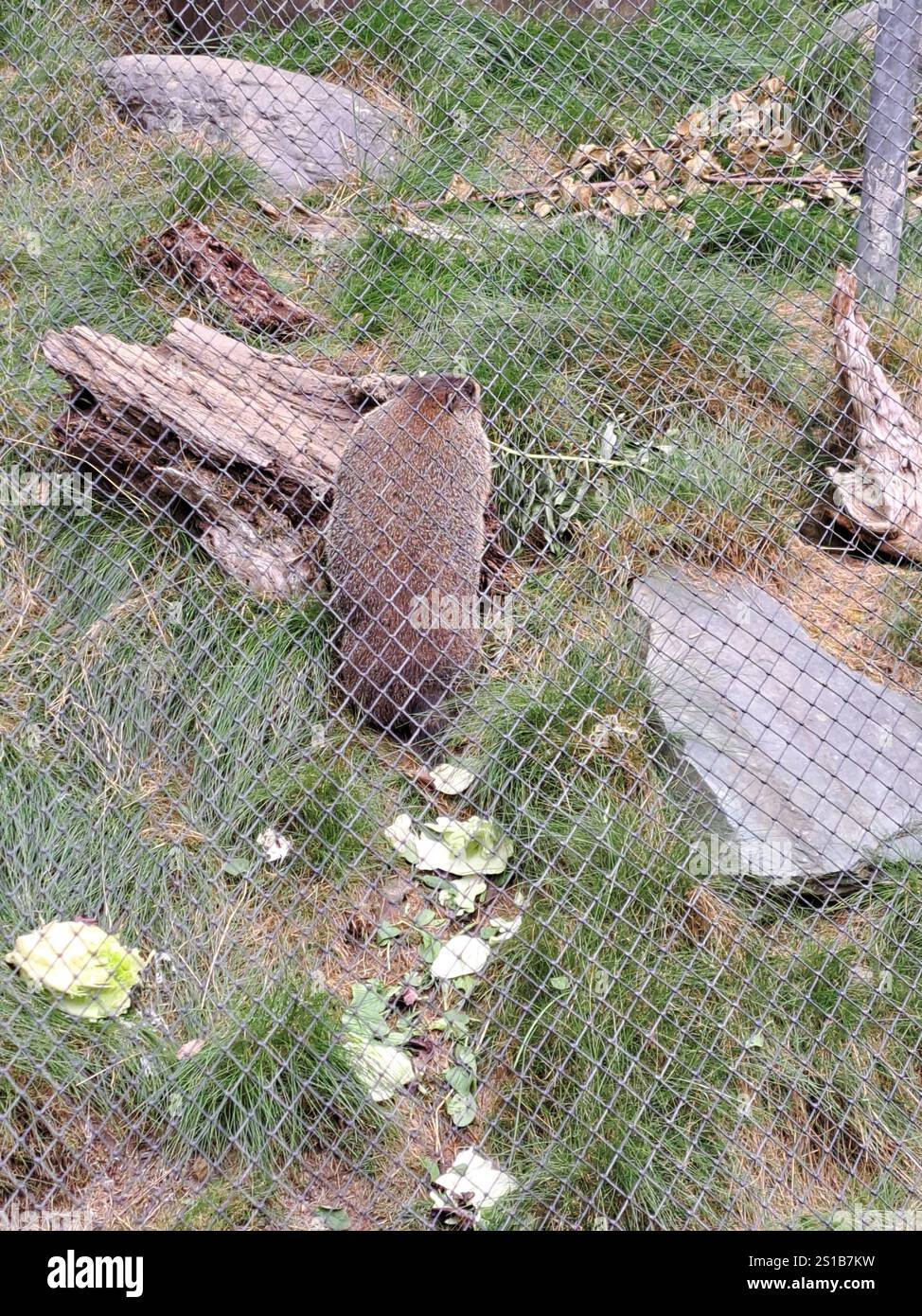 Woodchuck at Salmonier Nature Park on NL 90 in Holyrood, Newfoundland ...