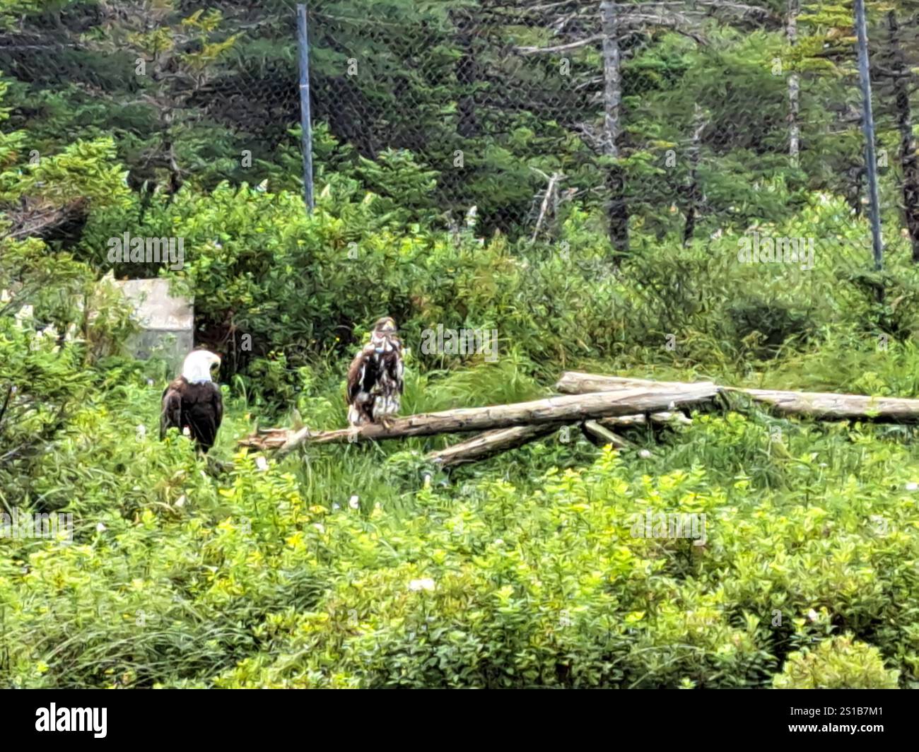 Bald eagle couple at Salmonier Nature Park on NL 90 in Holyrood ...