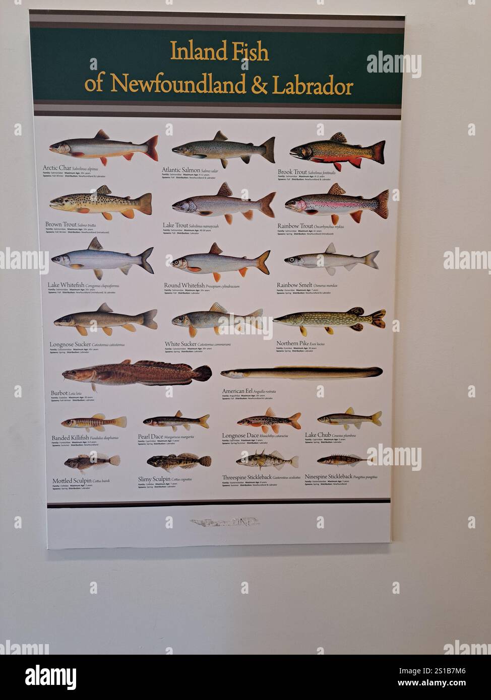 Inland specie hi-res stock photography and images - Alamy