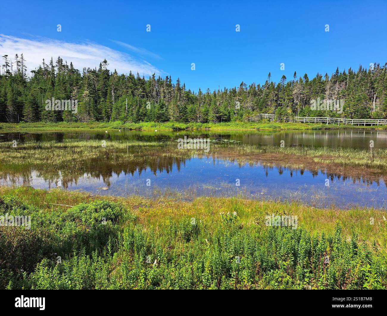 Wetlands at Salmonier Nature Park on NL 90 in Holyrood, Newfoundland ...