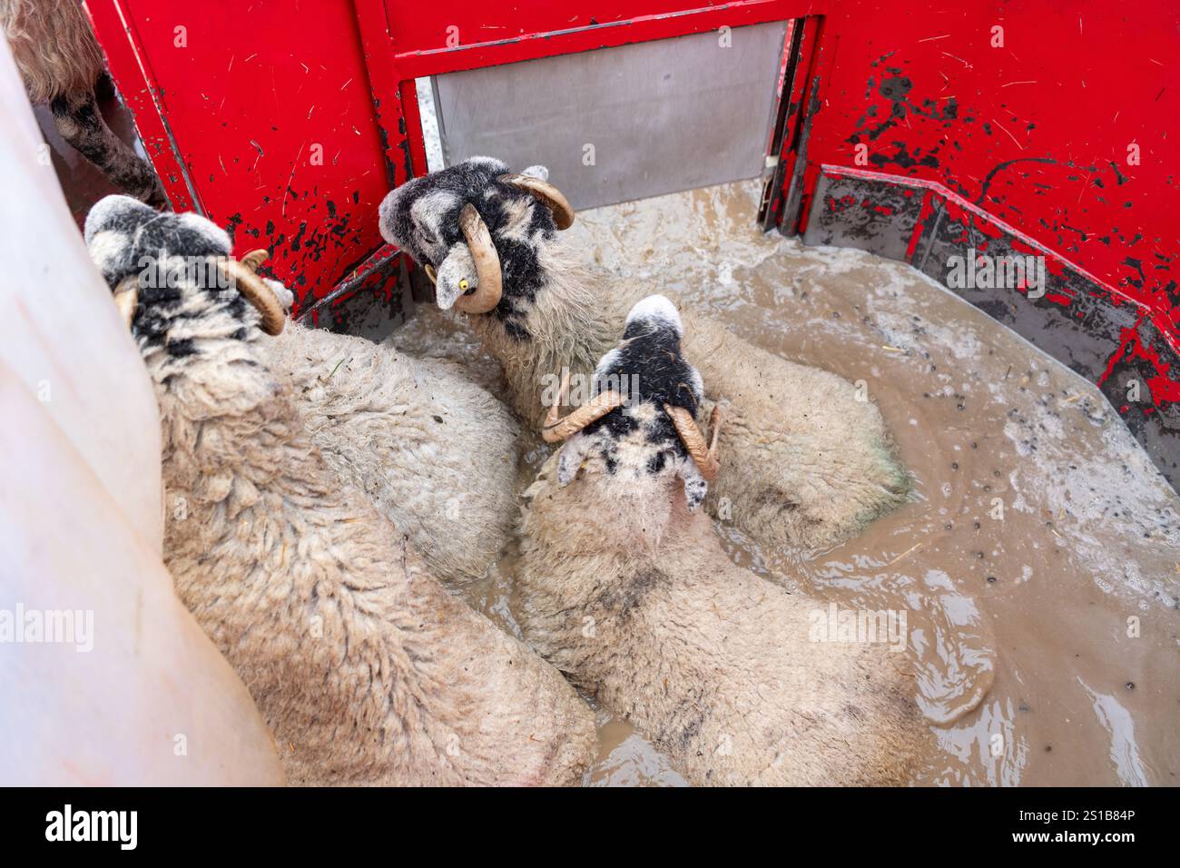 Farmer dipping sheep in a mobile dipper to help prevent Scab and Lice ...