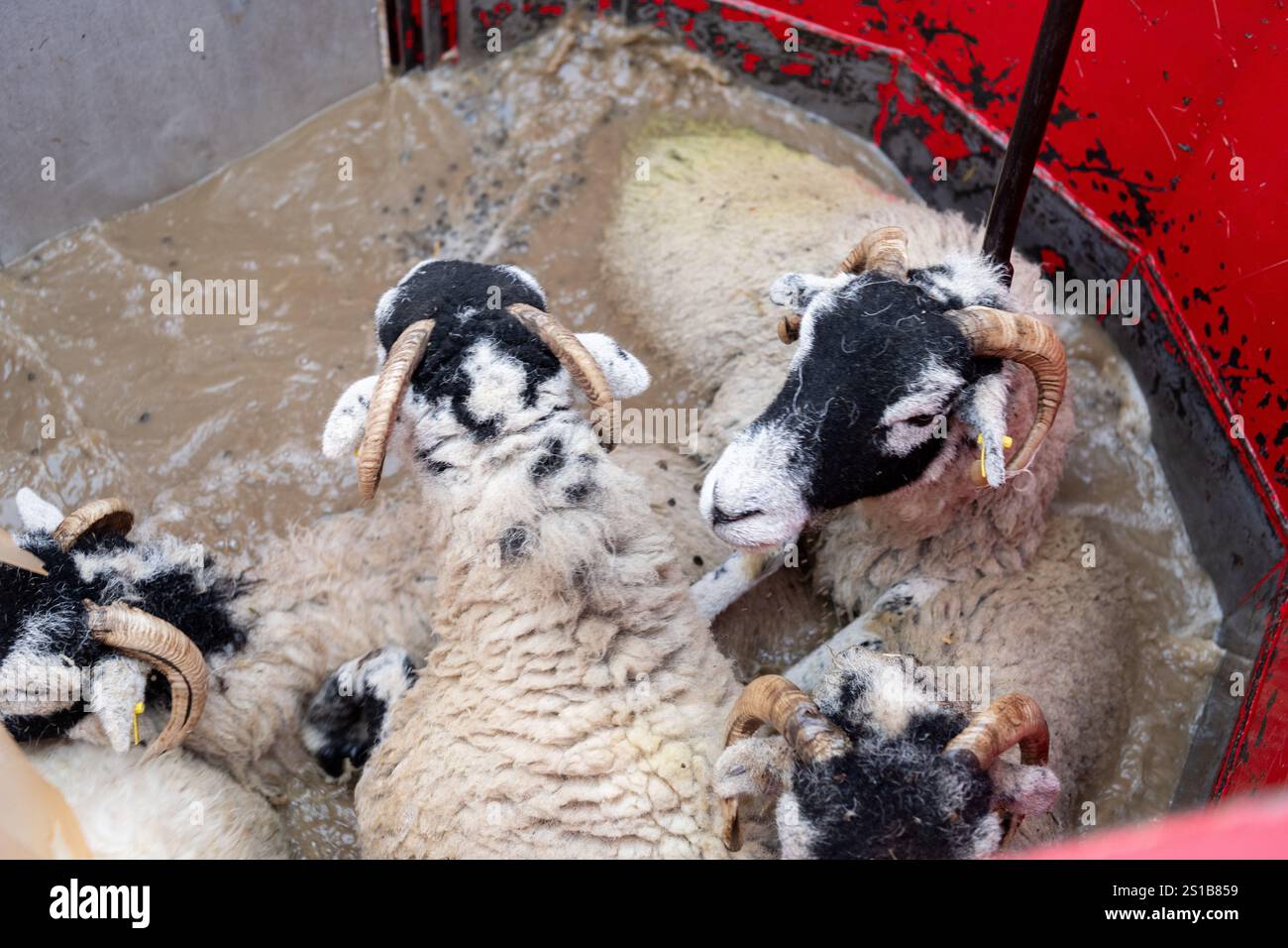 Farmer dipping sheep in a mobile dipper to help prevent Scab and Lice ...