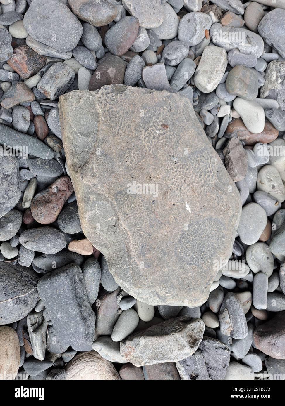 Fossils sedimentary rock hi-res stock photography and images - Alamy