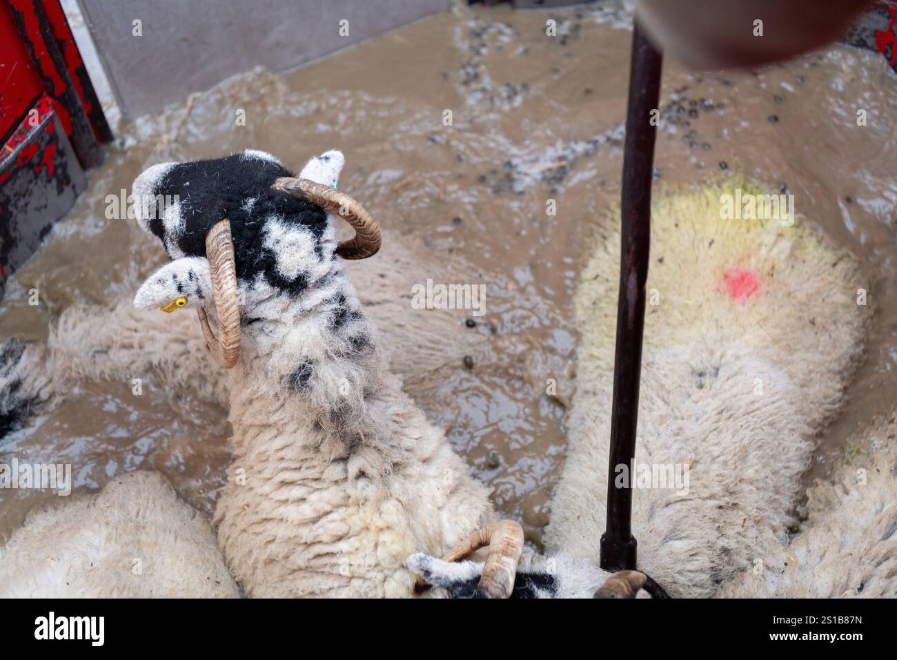 Farmer dipping sheep in a mobile dipper to help prevent Scab and Lice ...