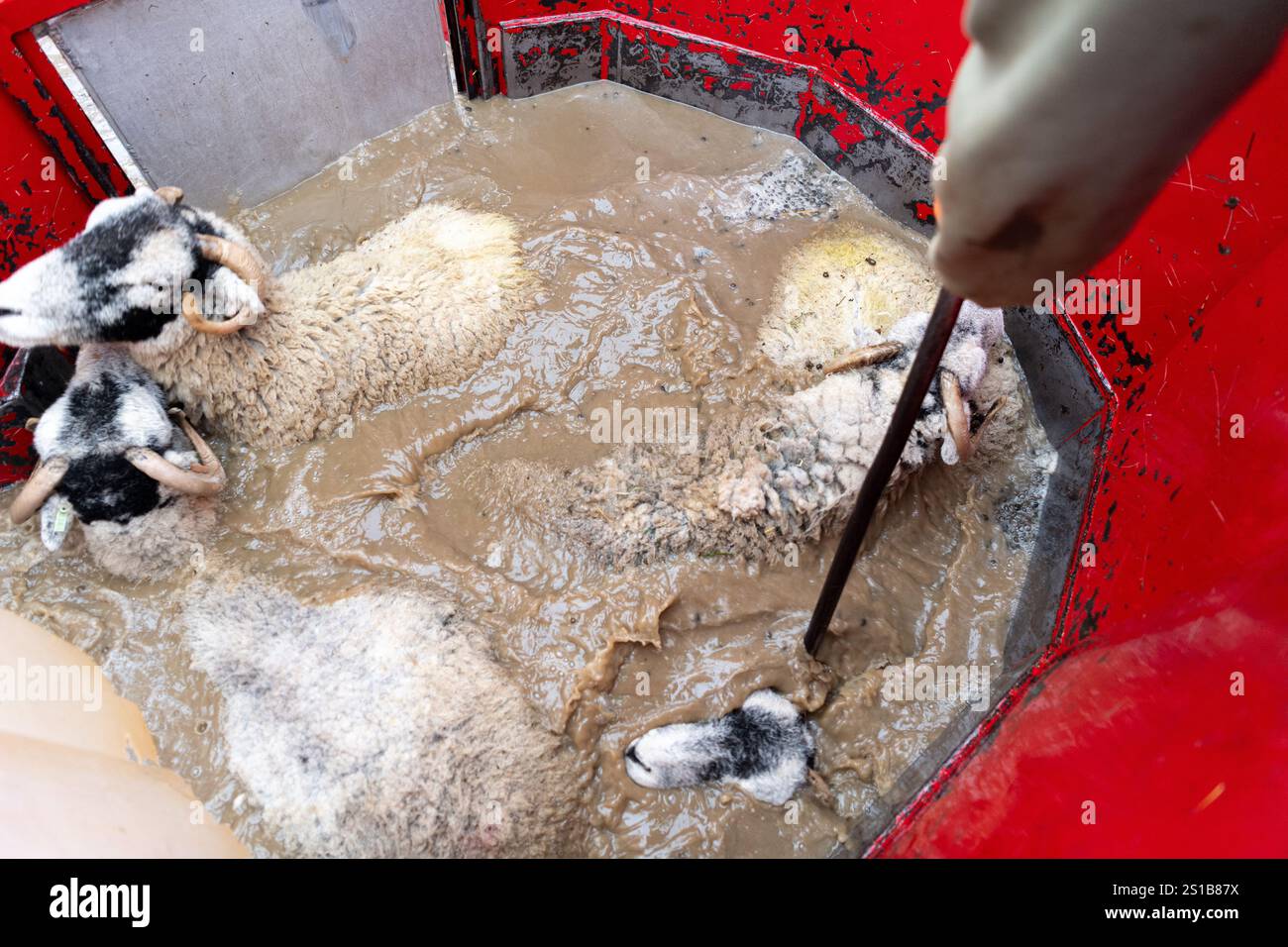 Farmer dipping sheep in a mobile dipper to help prevent Scab and Lice ...