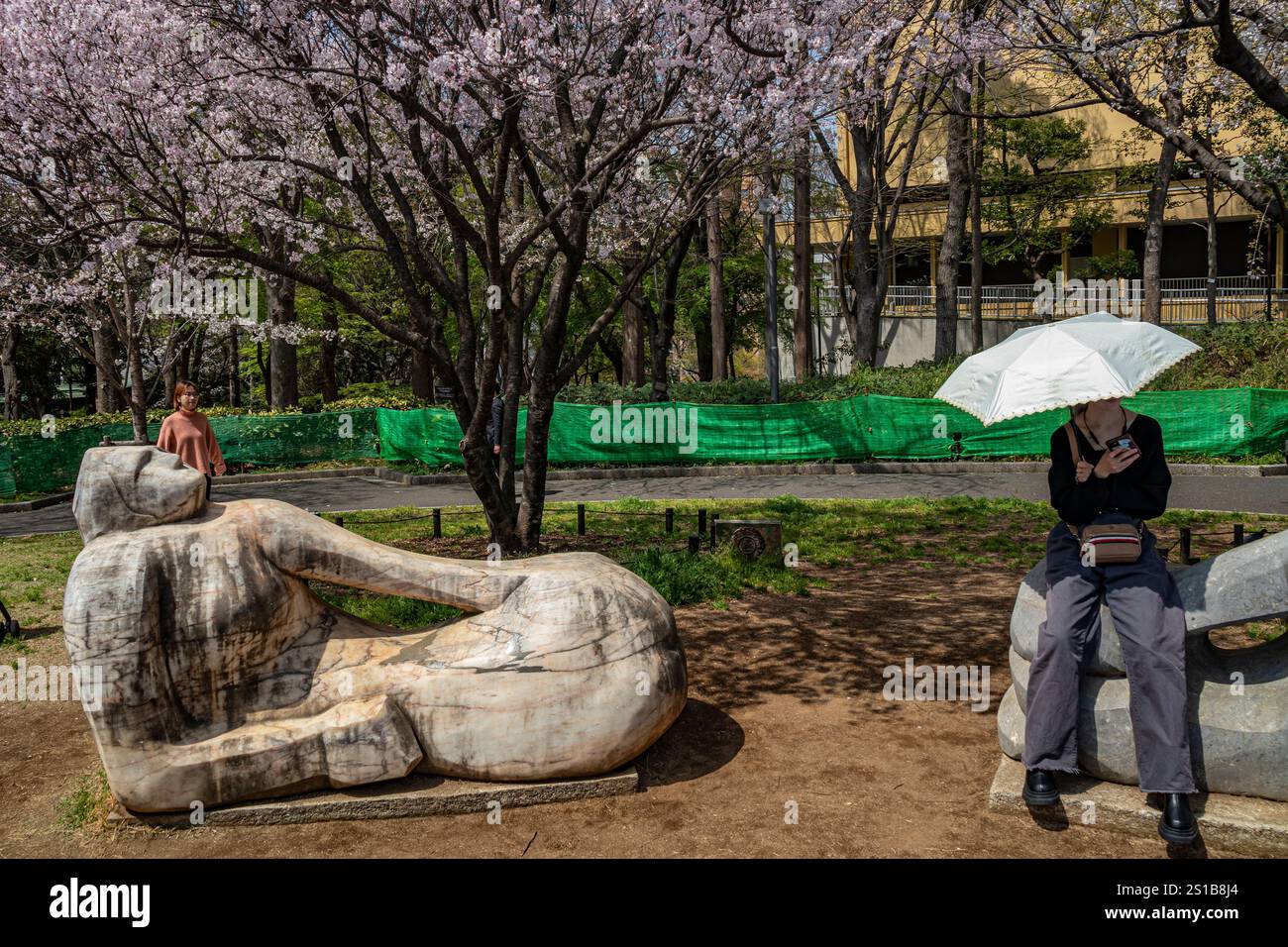 Sakura Trees (Cherry Blossoms) in Shinjuku Chuo Park, Shinjuku⁩, ⁨Tokyo ...