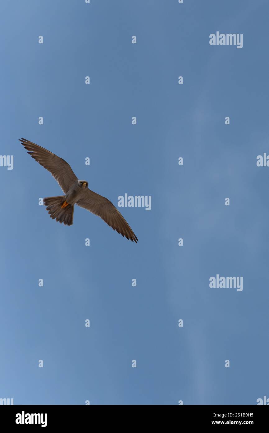 Sooty falcon (Falco concolor) is a medium-sized falcon breeding from ...