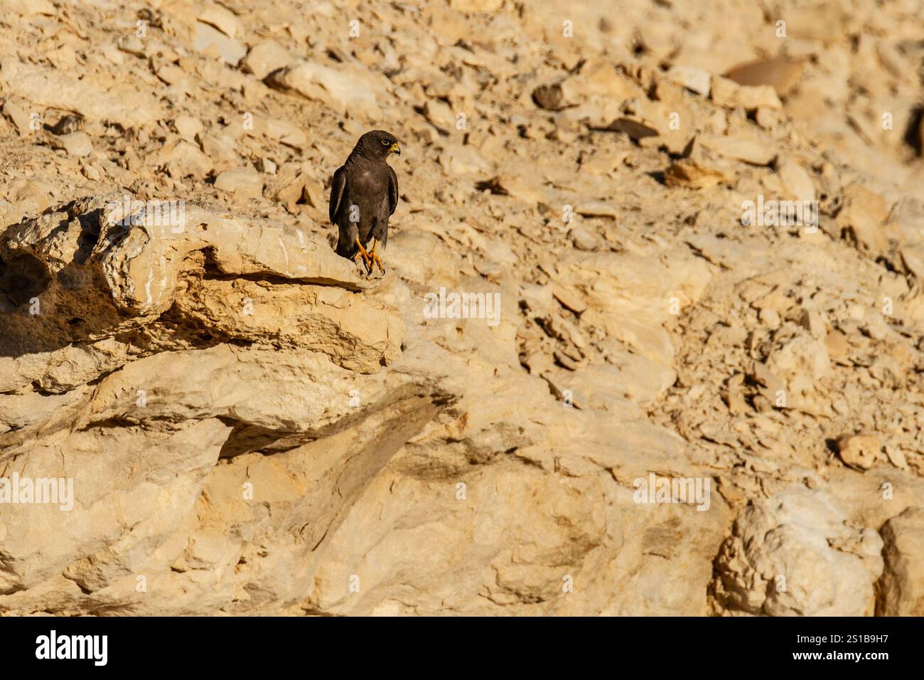 Sooty falcon (Falco concolor) is a medium-sized falcon breeding from ...