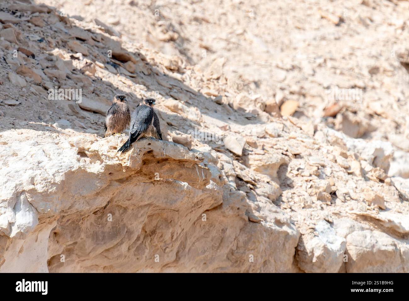 Sooty falcon (Falco concolor) is a medium-sized falcon breeding from ...