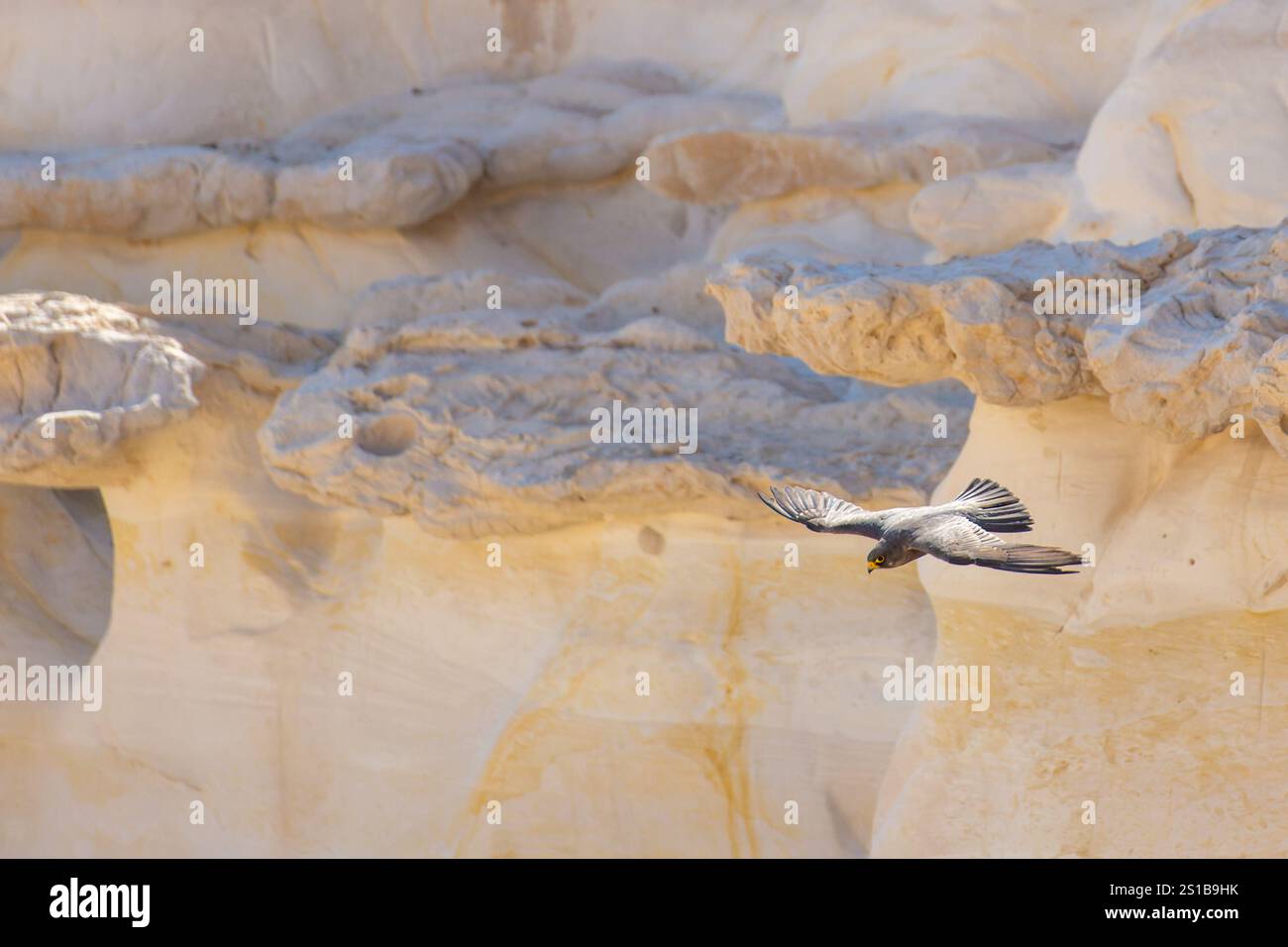 Sooty falcon (Falco concolor) is a medium-sized falcon breeding from ...